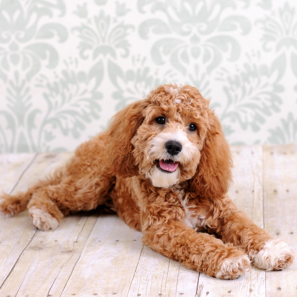 Shop By Breed – Lords & Labradors