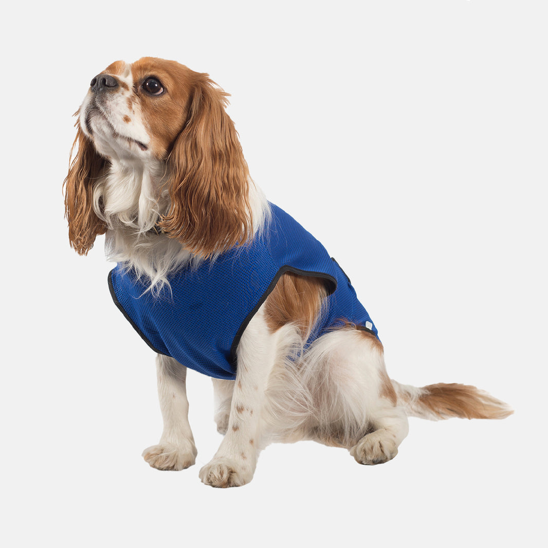 Designer Dog Coats | Tweed & Waterproof Coats for Dogs | Lords & Labradors