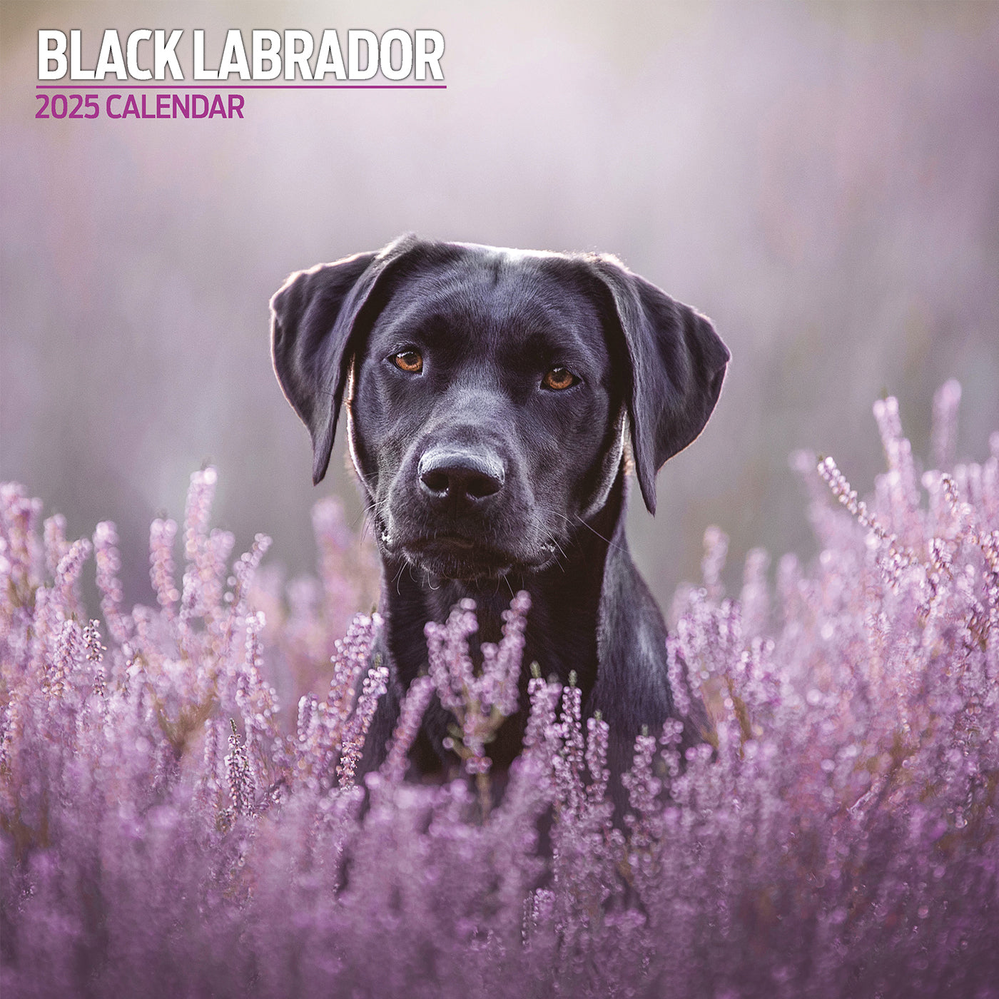 Labrador Black Traditional Calendar 2025 | Lords & Labradors