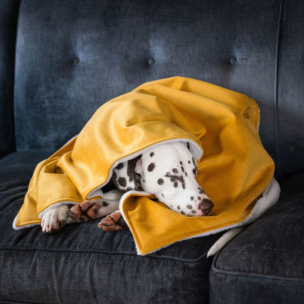 Sleepy Burrows Bed In Velvet Saffron | Hooded Dog Bed | Lords & Labradors