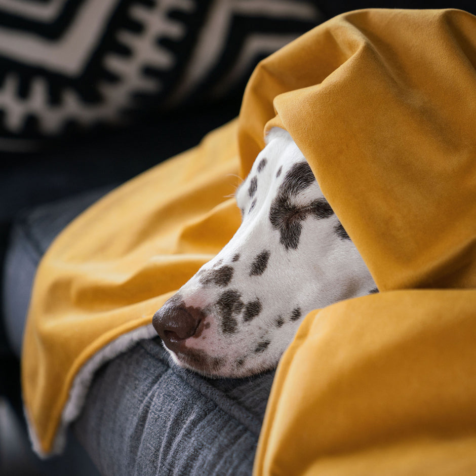 Sleepy Burrows Bed In Velvet Saffron | Hooded Dog Bed | Lords & Labradors