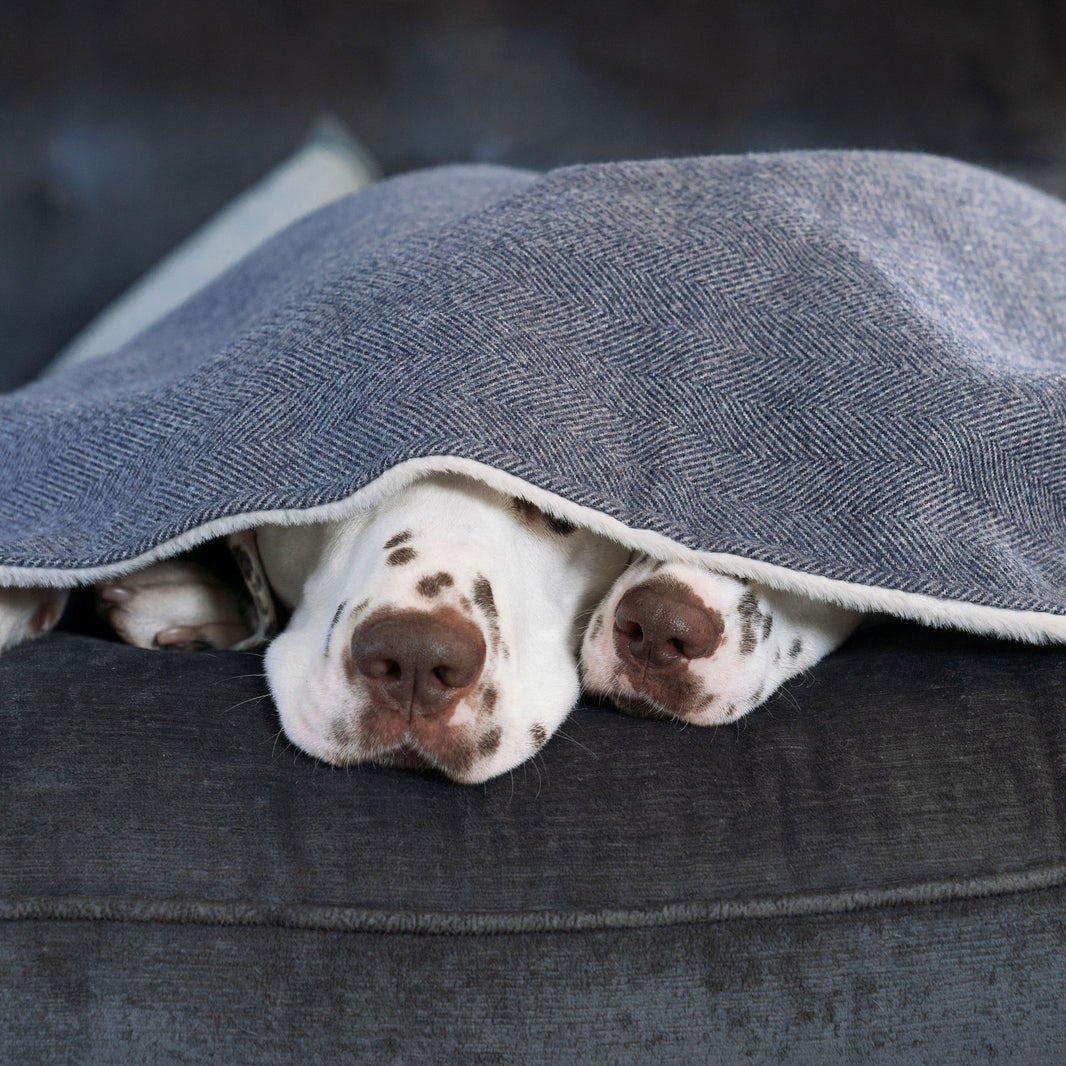 Sleepy Burrows Bed in Natural Tweed | Luxury Dog Beds | Lords & Labradors
