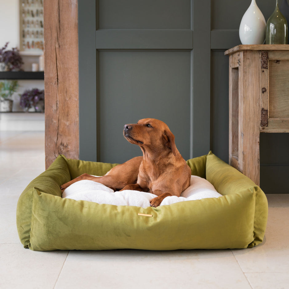 Cockapoo Beds, Collars, and Accessories | Lords & Labradors