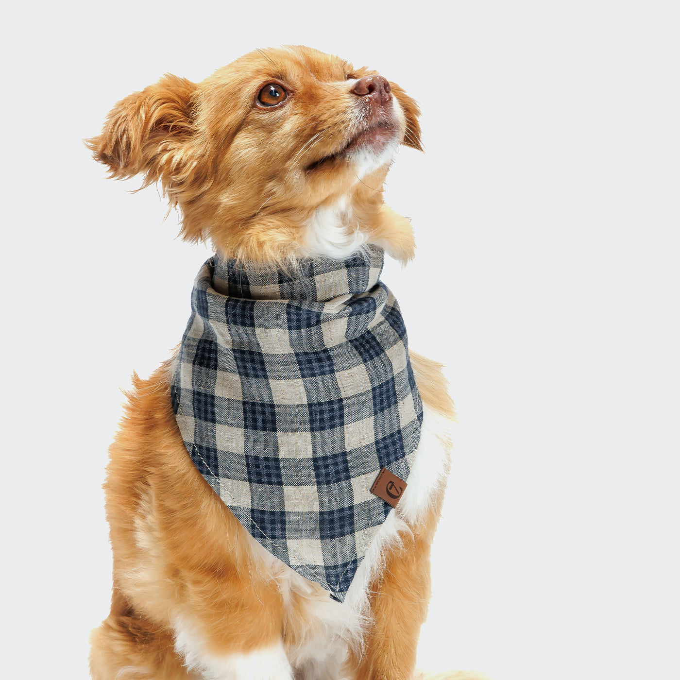 Cloud7 Blue Check Bandana | Dog Accessories | Lords & Labradors