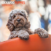 Cockapoo Puppy 2025 Traditional Calendar | Gifting | Lords & Labradors