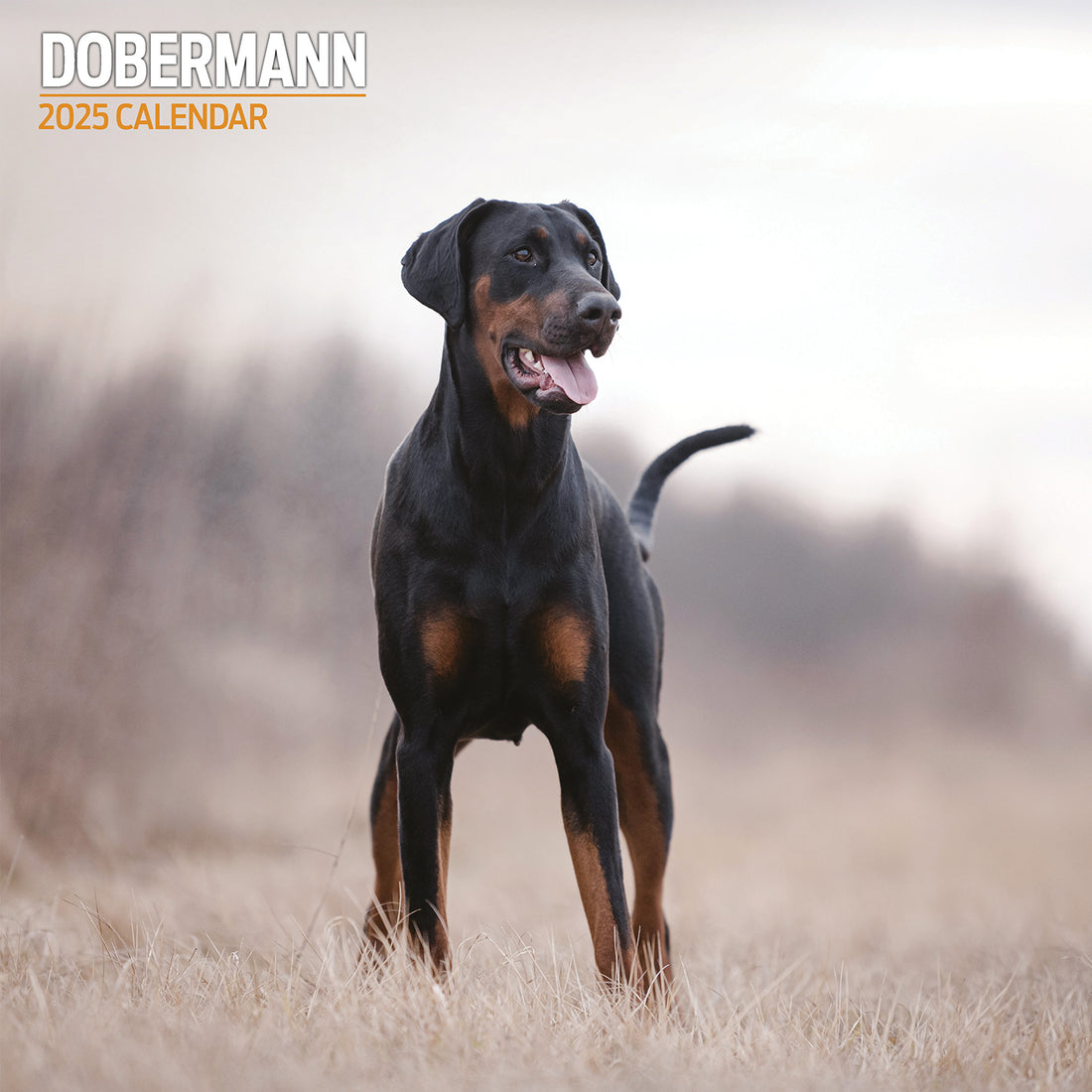 Doberman Traditional Calendar 2025 | Lords & Labradors