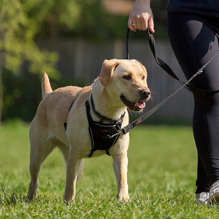 Halti No Pull Dog Harness | Dog Walking Accessories | Lords & Labradors