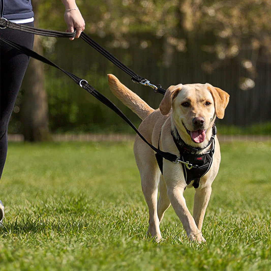 Walking Harness | Halti Dog Harness | Lords and Labradors – Lords ...