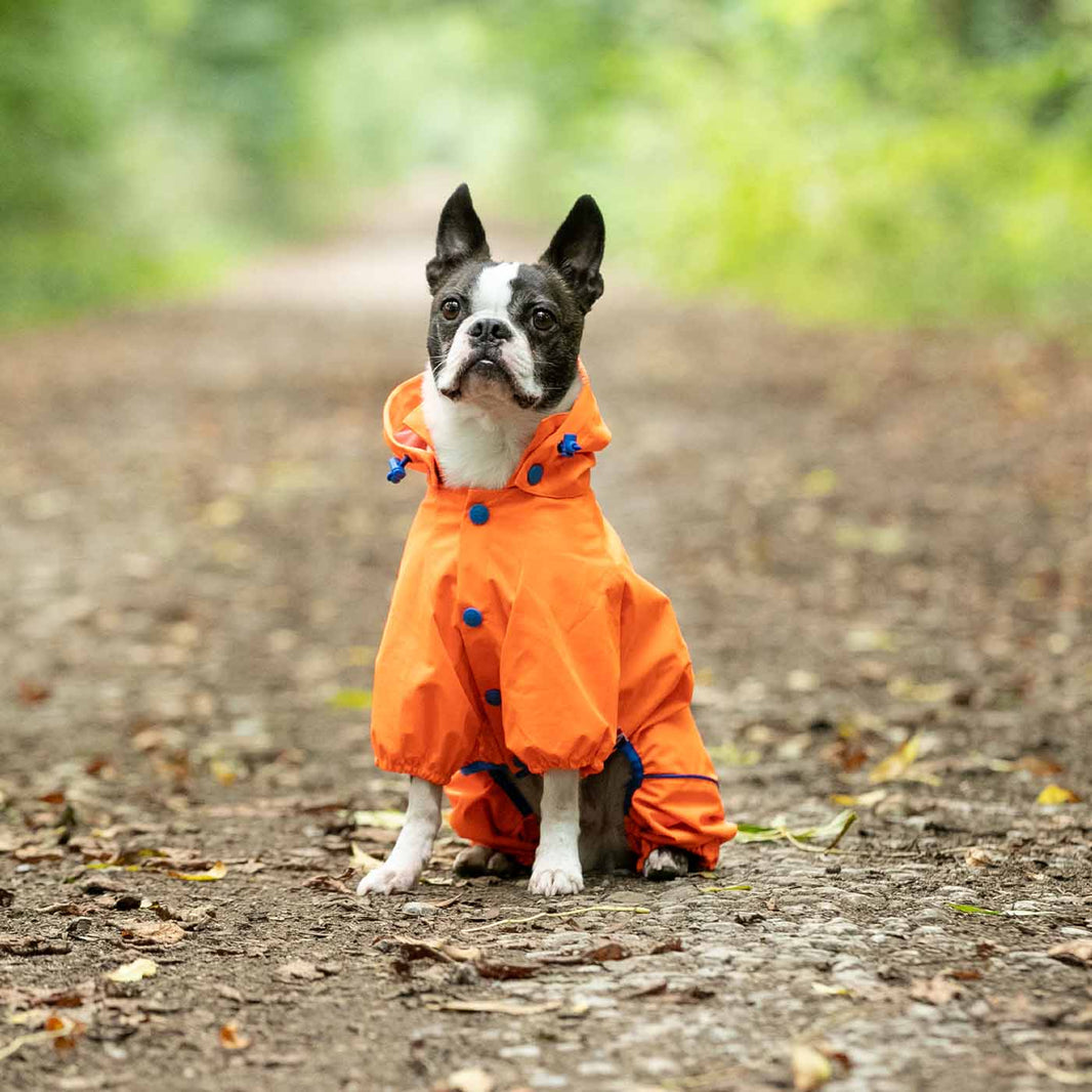 Puffer Jacket | Hugo & Hudson Dog Clothing | Lords and Labradors ...