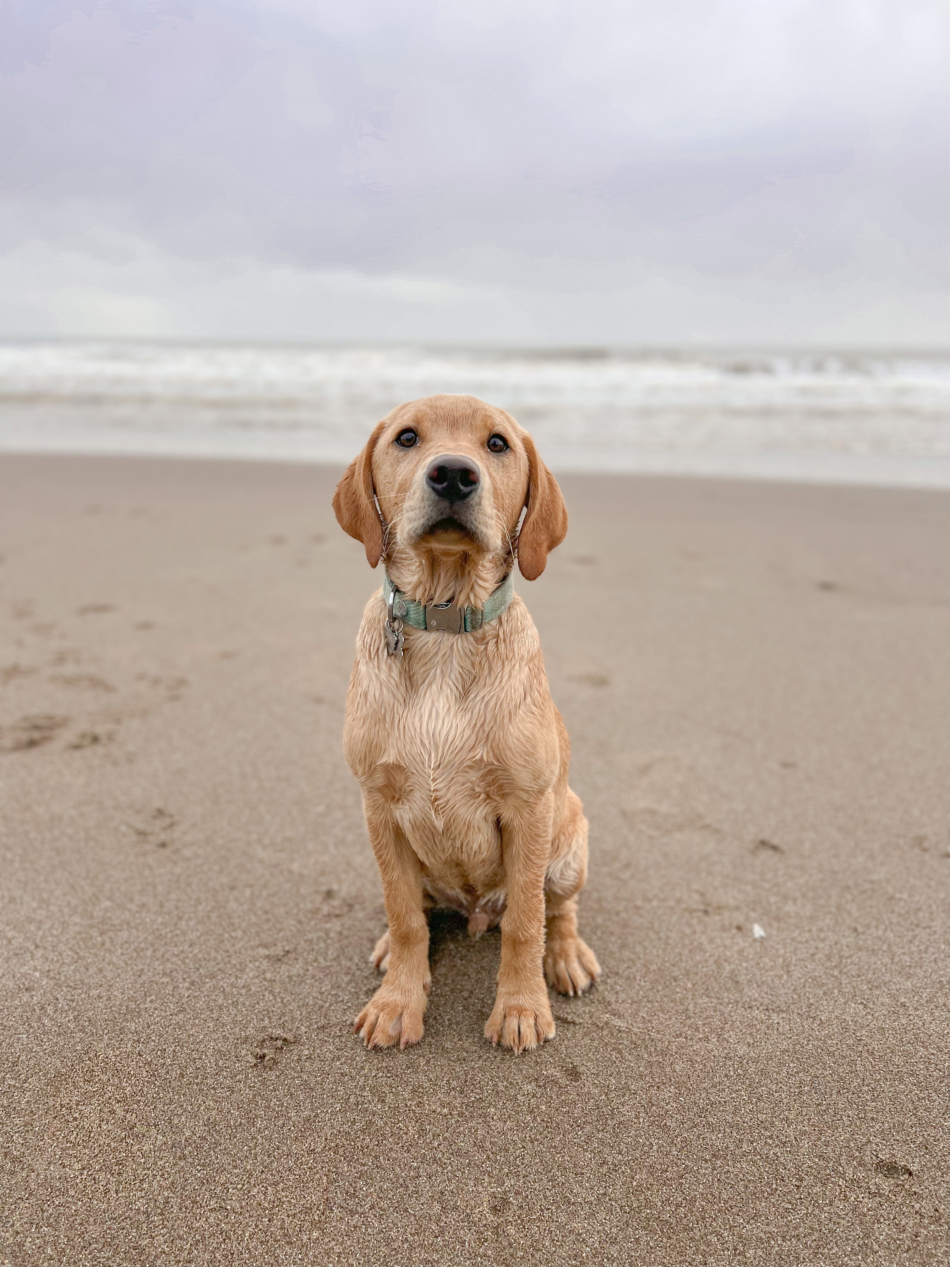 About – Lords & Labradors