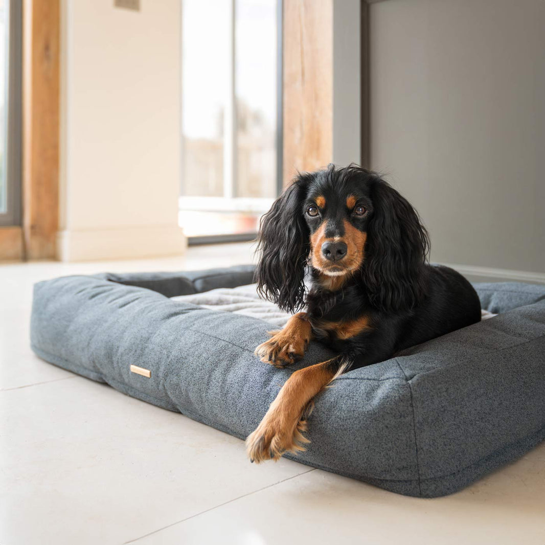 Cockapoo Beds, Collars, and Accessories | Lords & Labradors