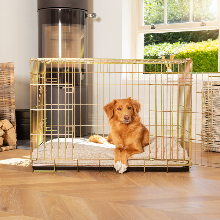 Everything You Need For Your New Cavapoo Puppy | L&L Info Hub – Lords ...