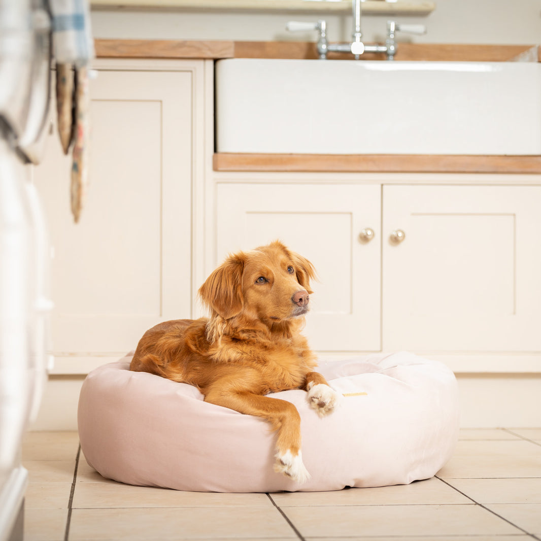 Cockapoo Beds, Collars, and Accessories | Lords & Labradors
