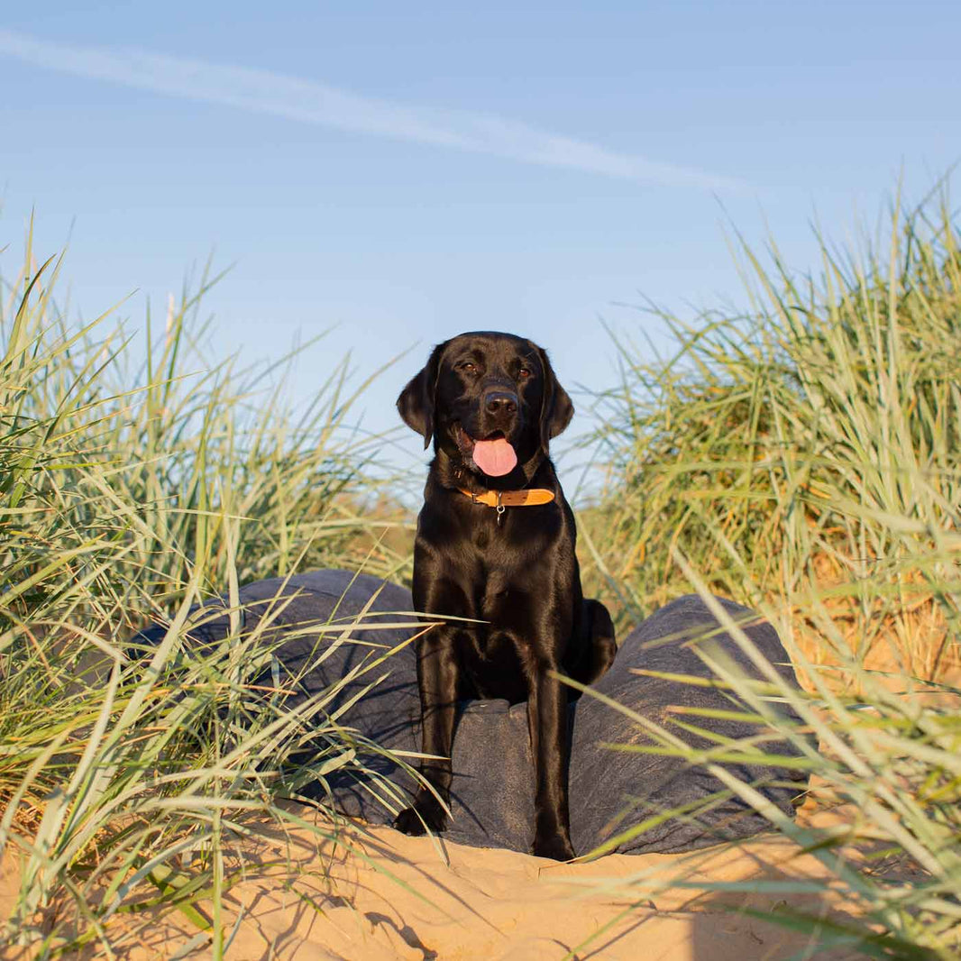 Navy Dog Cushion | Dog Crate Bedding | Lords & Labradors