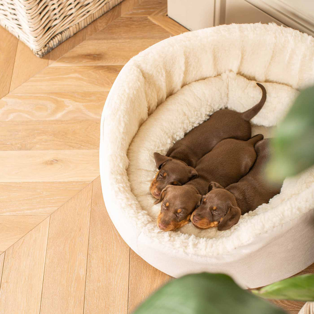 Everything You Need For Your New Cavapoo Puppy | L&L Info Hub – Lords ...
