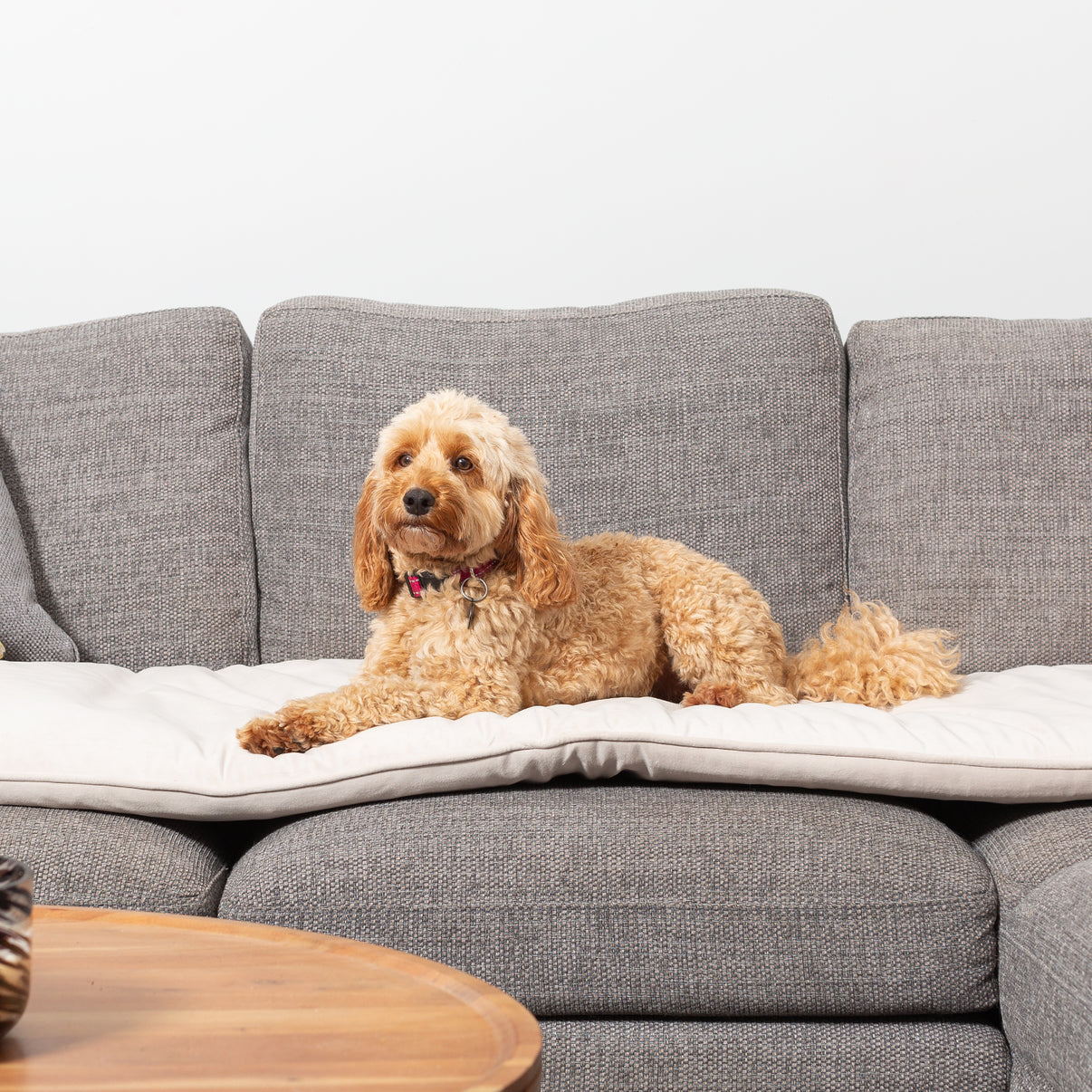 Sofa Topper in Velvet Oyster | Dog Sofa Protectors | Lords & Labradors