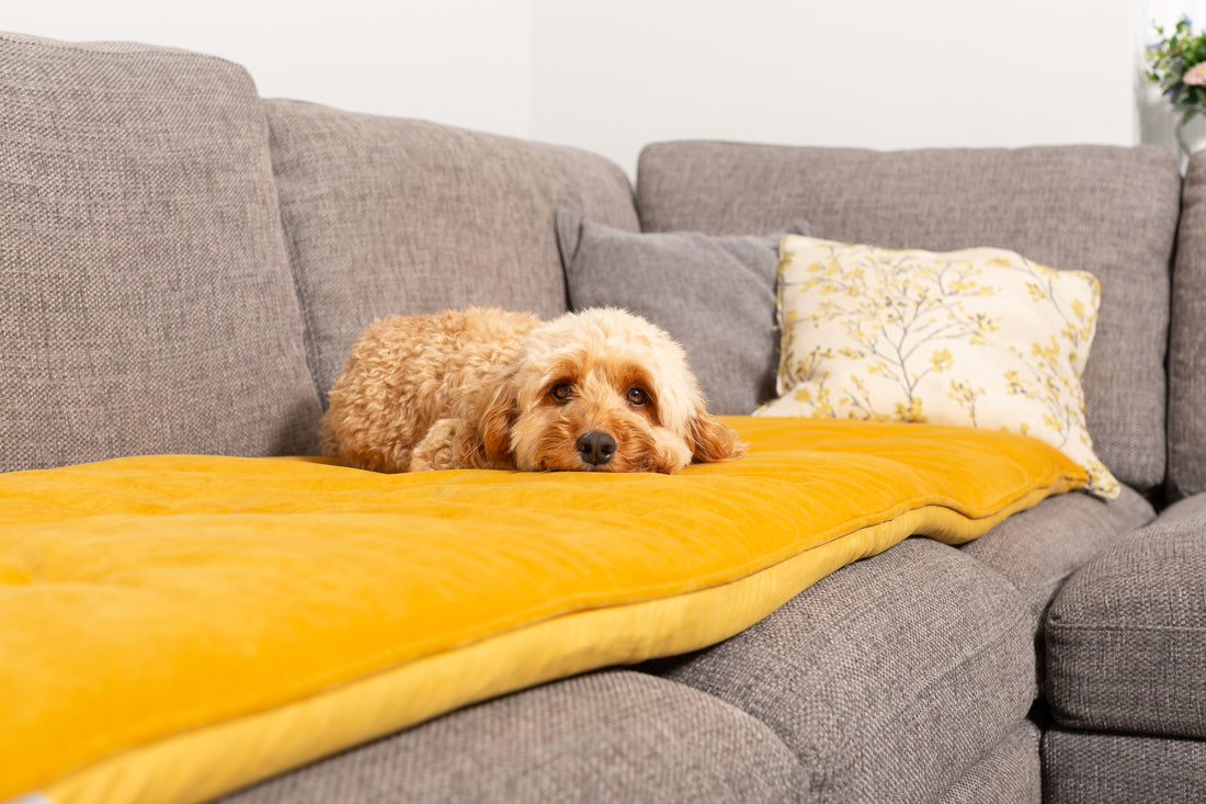 Sofa Topper in Velvet Saffron | Dog Sofa Protectors | Lords & Labradors