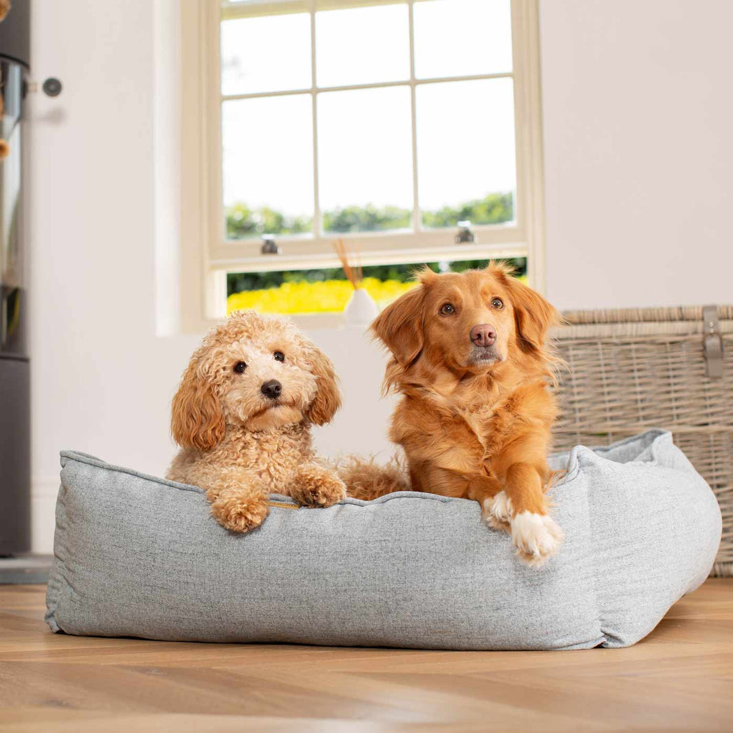 Cockapoo Beds, Collars, and Accessories | Lords & Labradors