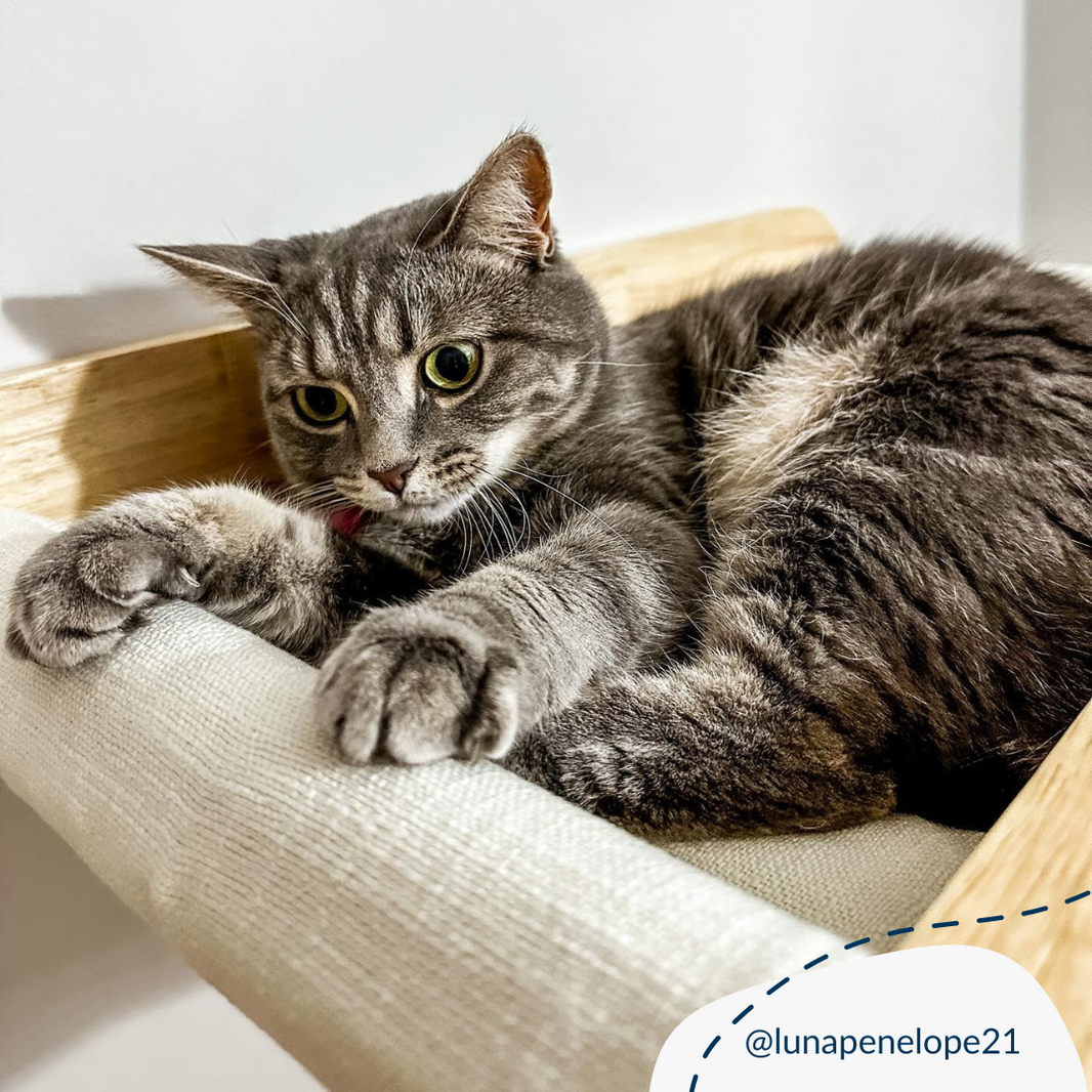 Malmo Sleep & Scratch Wall Climber | Cat Activity | Lords & Labradors