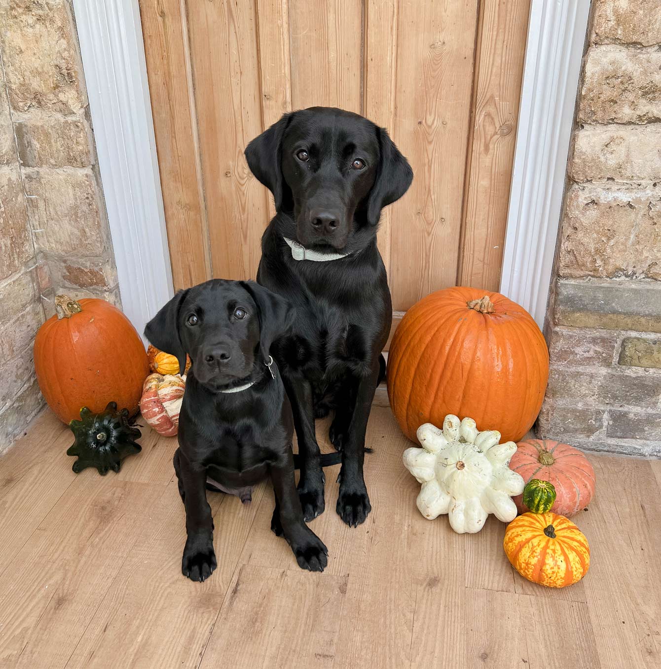 Luxury Products for Dogs & Cats | Lords & Labradors