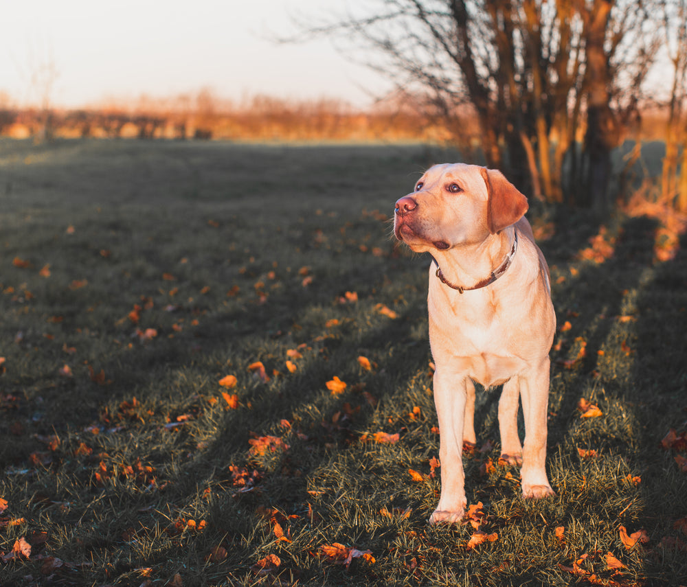 About – Lords & Labradors