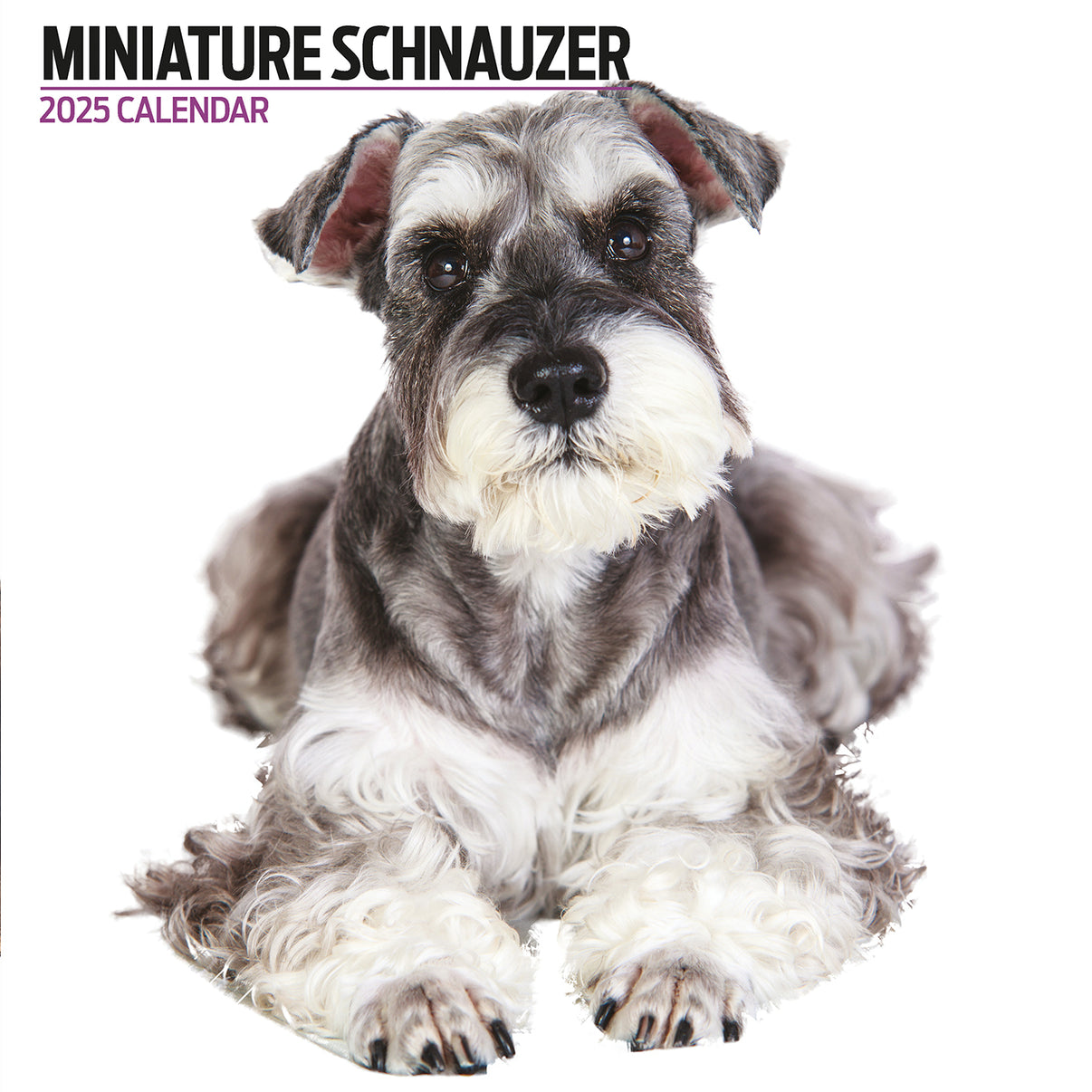 Miniature Schnauzer 2025 Modern Calendar | Gifting | Lords & Labradors