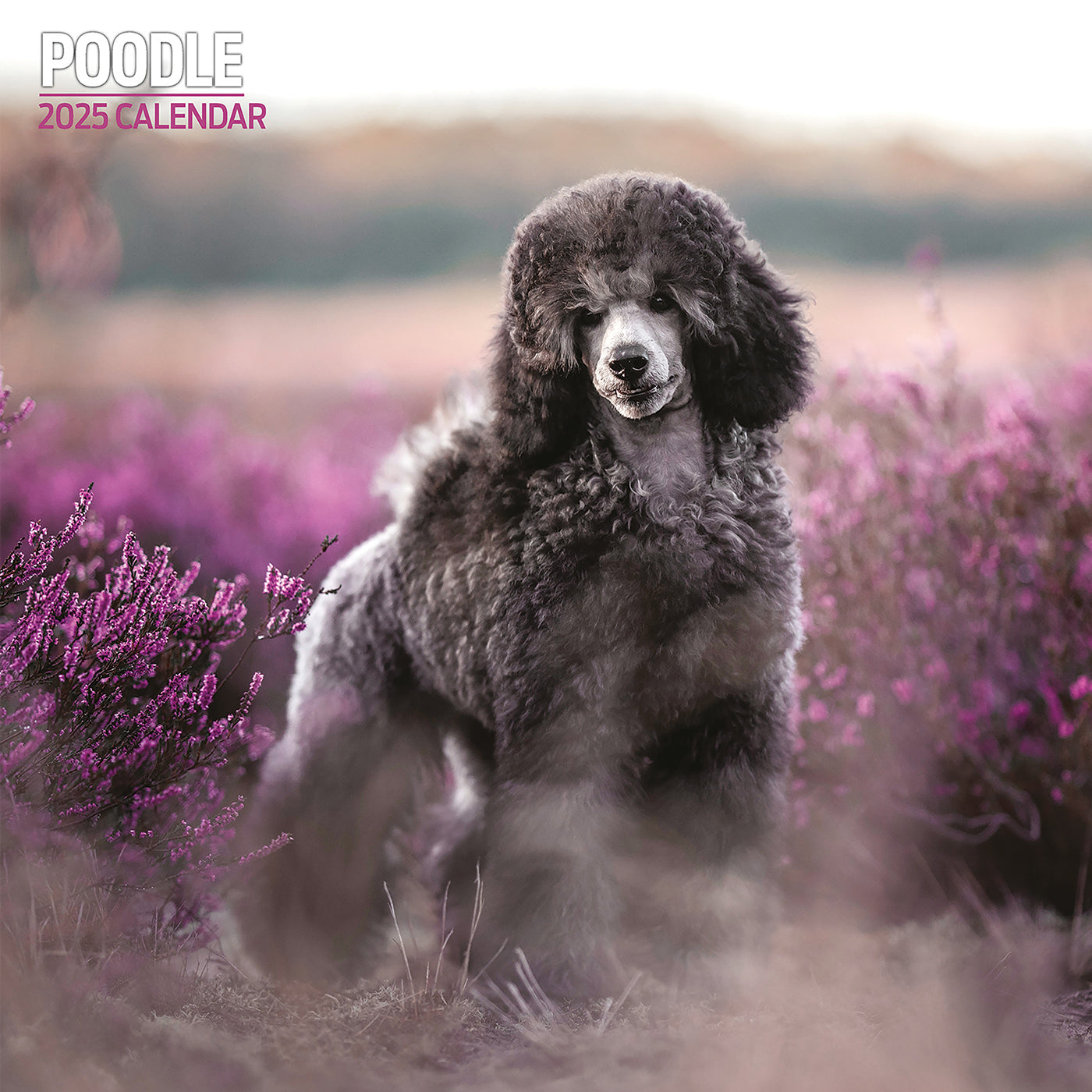 Poodle 2025 Traditional Calendar | Gifting | Lords & Labradors