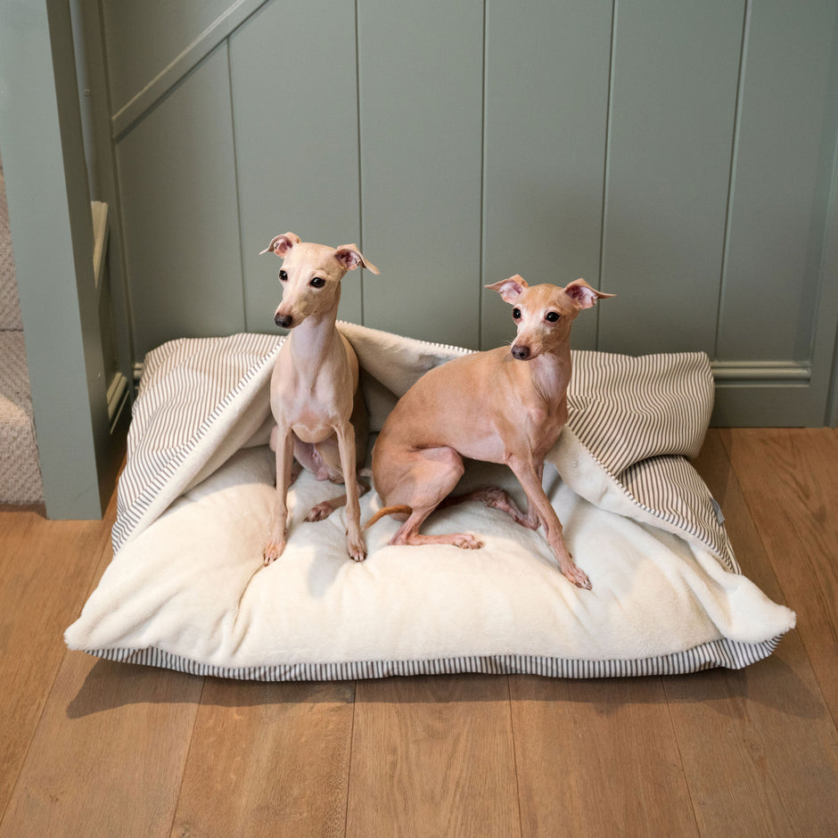 Cockapoo Beds, Collars, and Accessories | Lords & Labradors