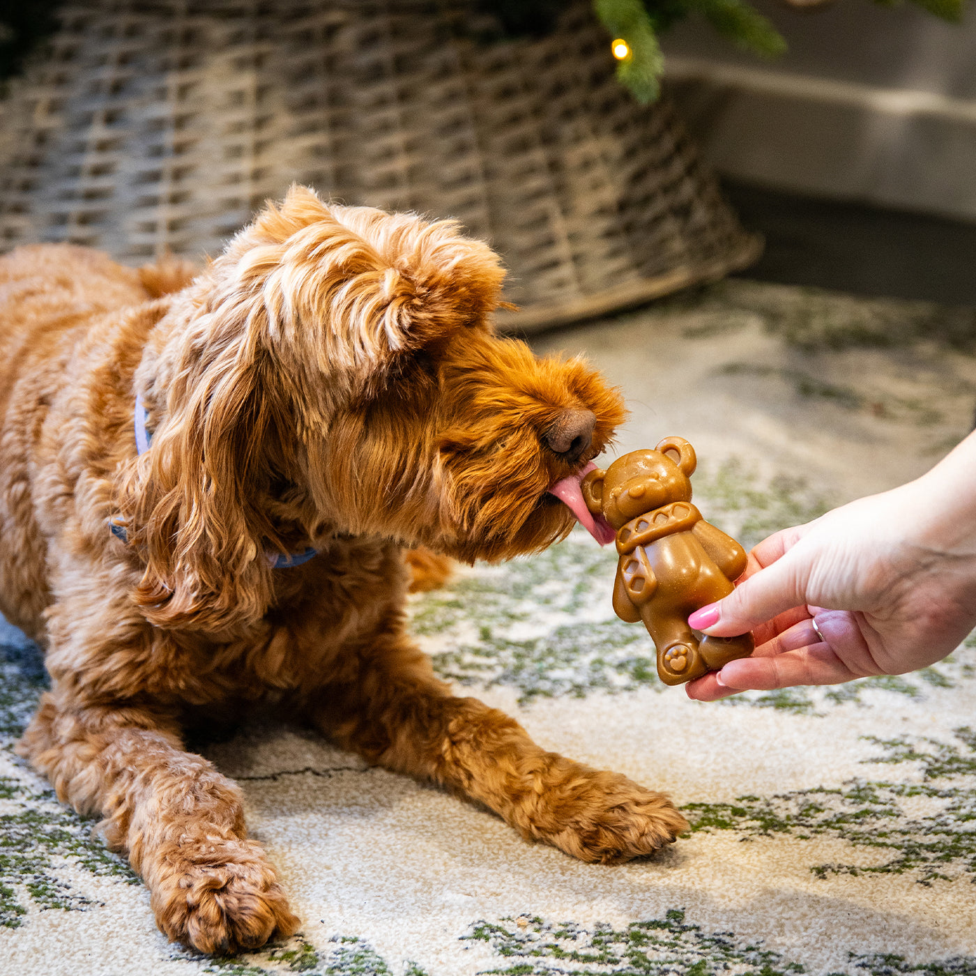 Teddy Bear Chew Dog Treat 50g | Rosewood Dog Treats | Lord & Labradors ...