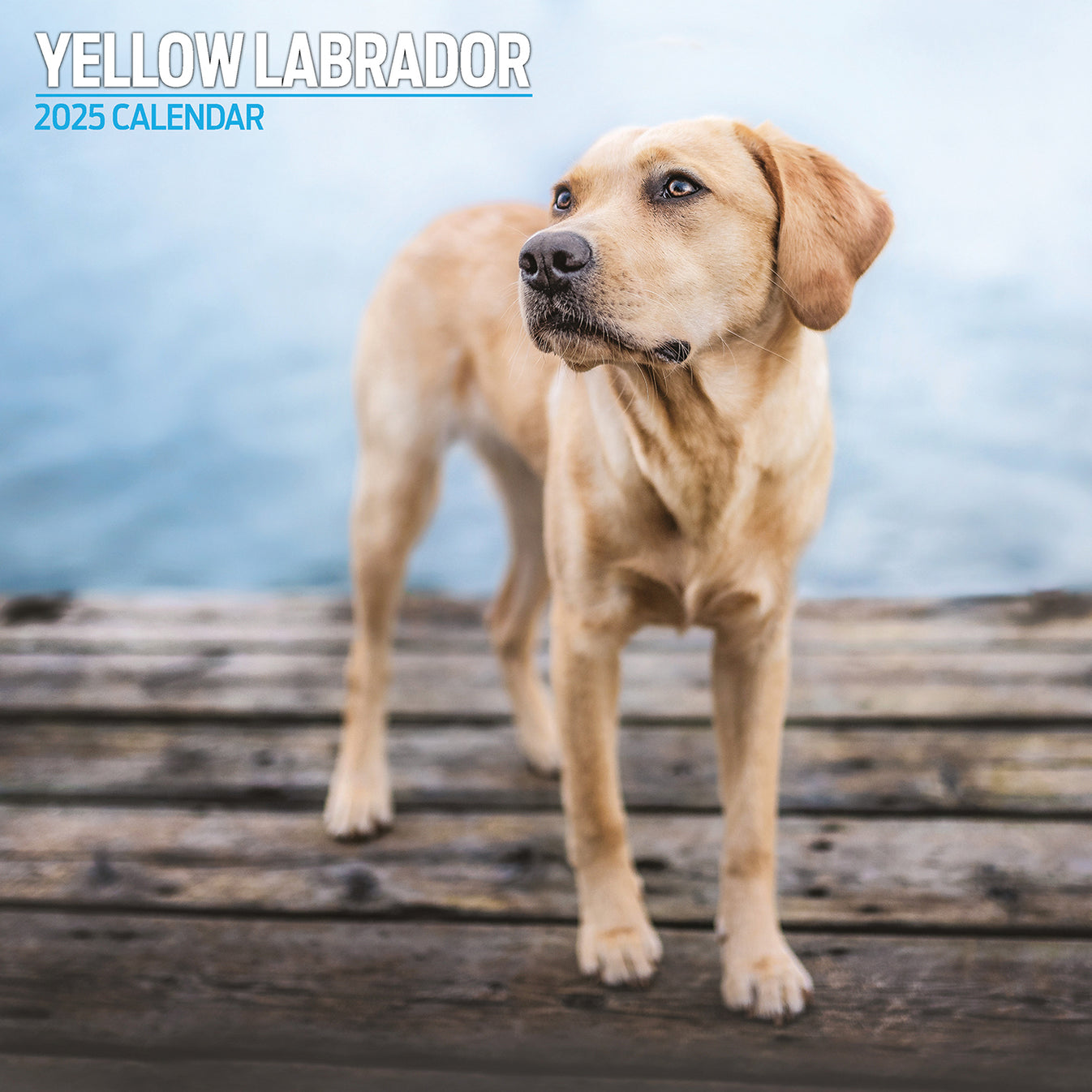 Yellow Labrador 2025 Traditional Calendar | Gifting | Lords & Labradors