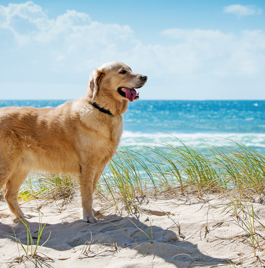 Luxury Products for Dogs & Cats | Lords & Labradors