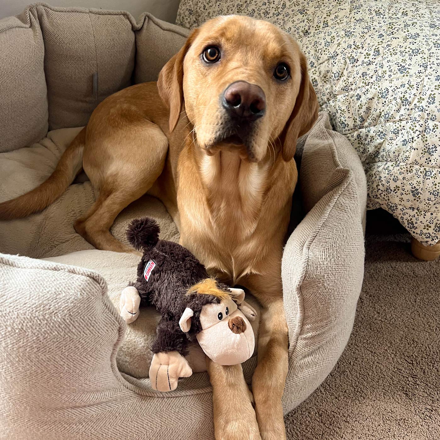 KONG Cozie Animals | KONG Dog Toy | Lords & Labradors