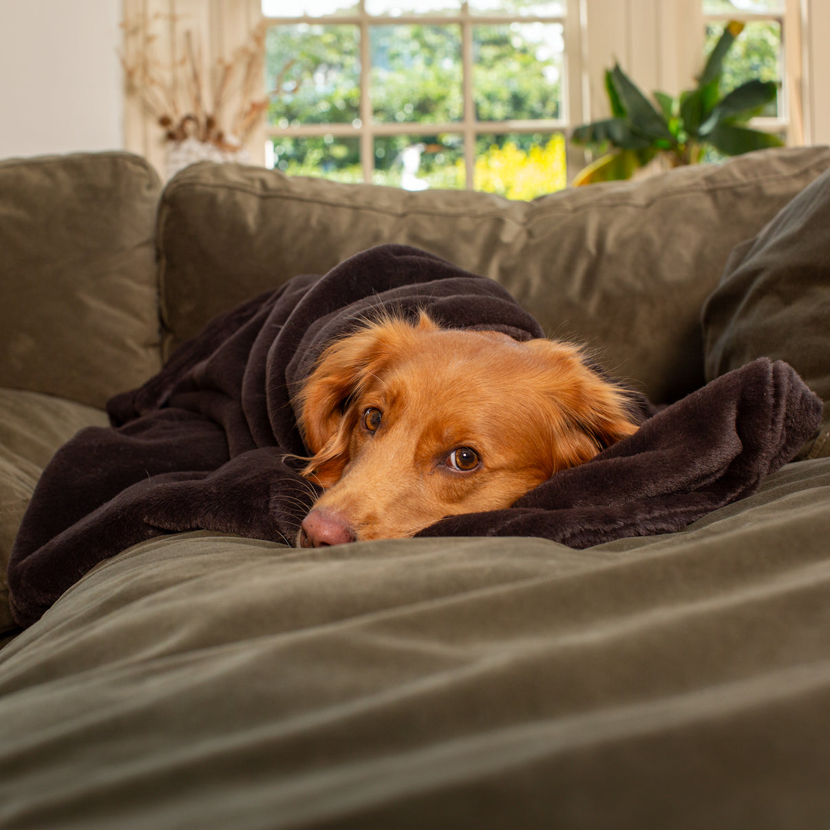 Dusk Faux Fur Dog & Puppy Blanket | Dog Blankets | Lords & Labradors