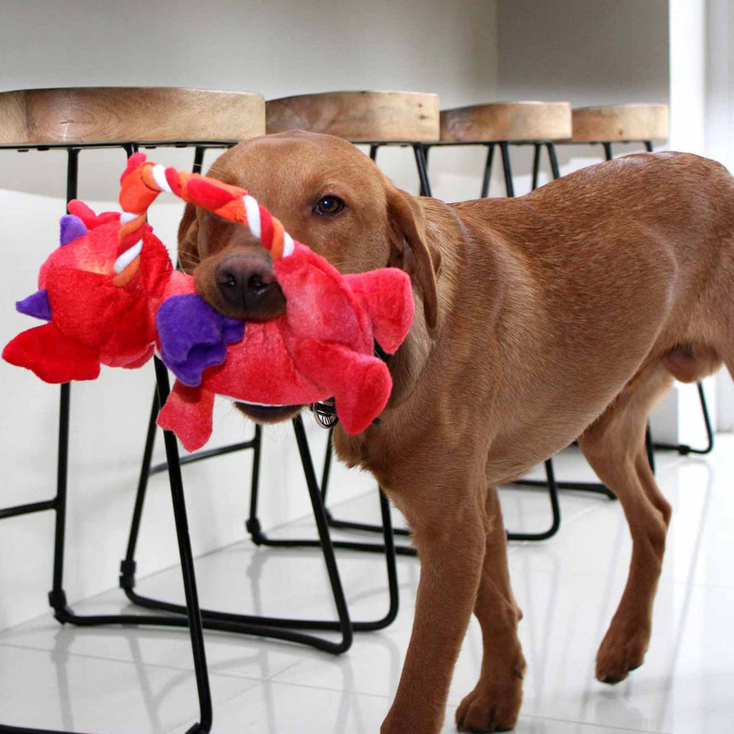 Box Bed With Removable Covers in Rhino Tough Ember Faux Leather by Lor ...