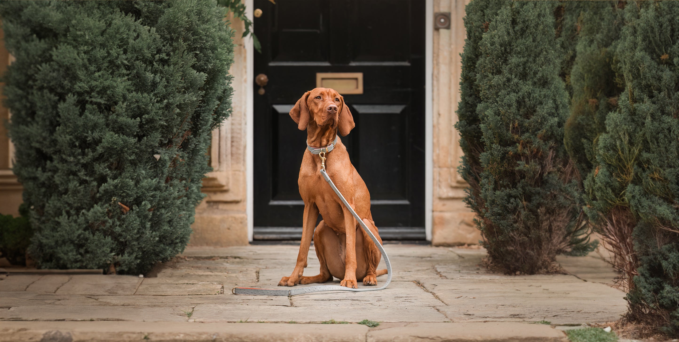 Luxury Products for Dogs & Cats | Lords & Labradors