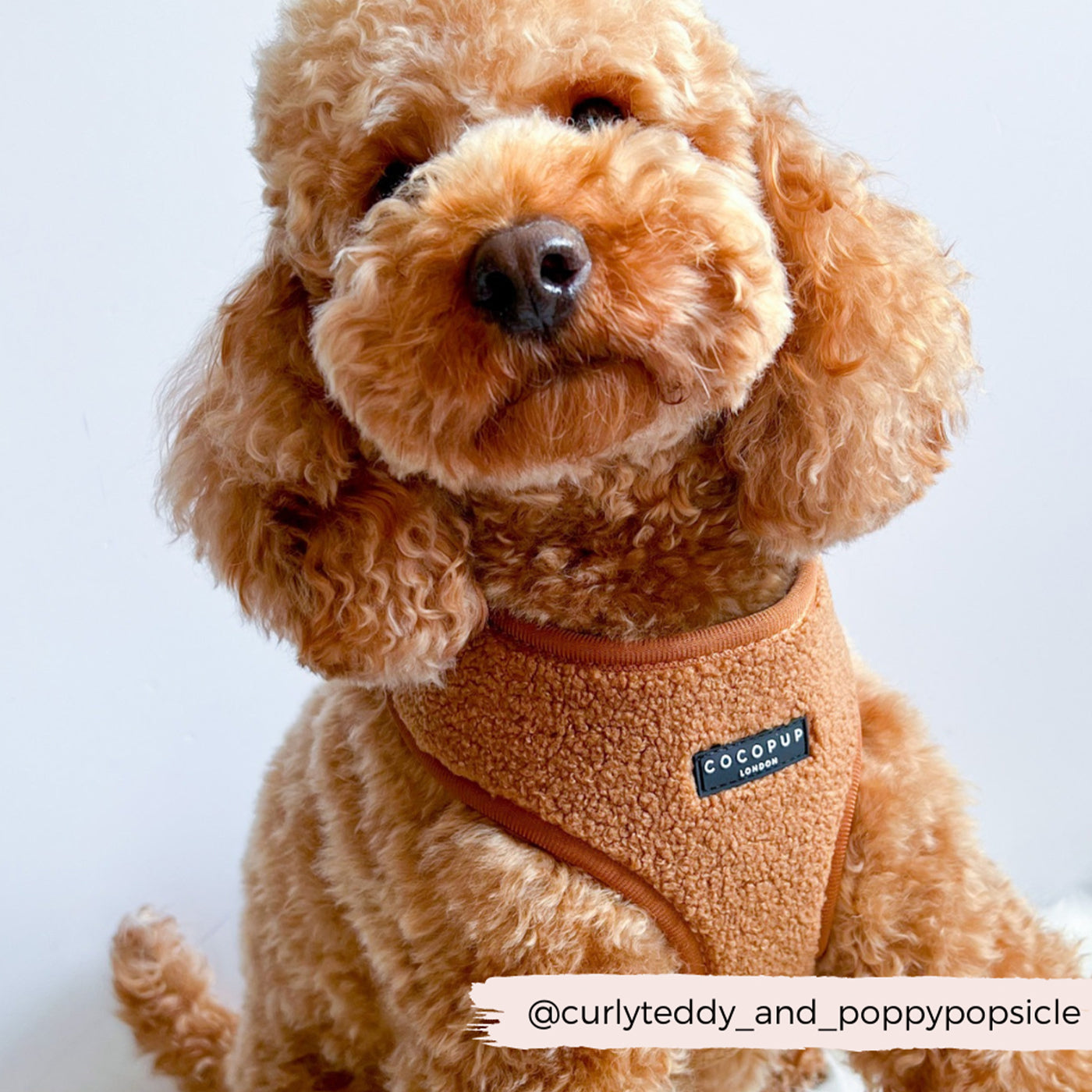 Paddington Teddy Adjustable Dog Harness | Cocopup | Lords and Labradors ...