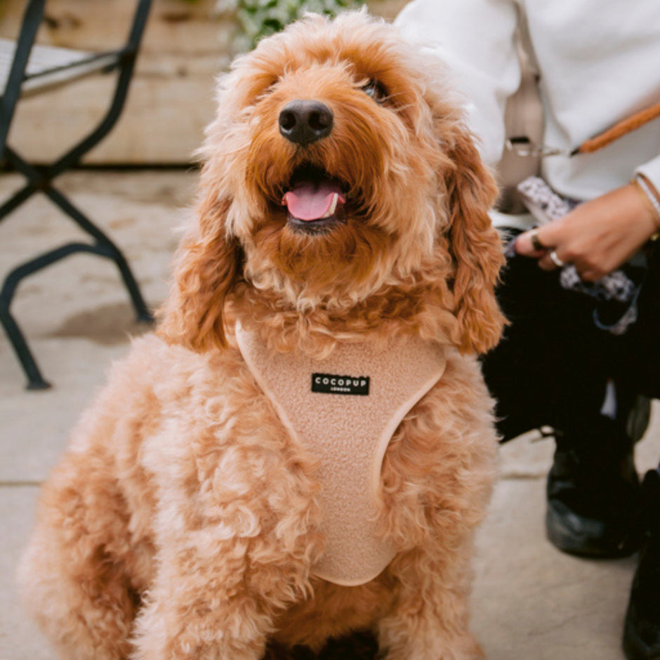 Cocopup Dog Walking Essentials – Lords & Labradors