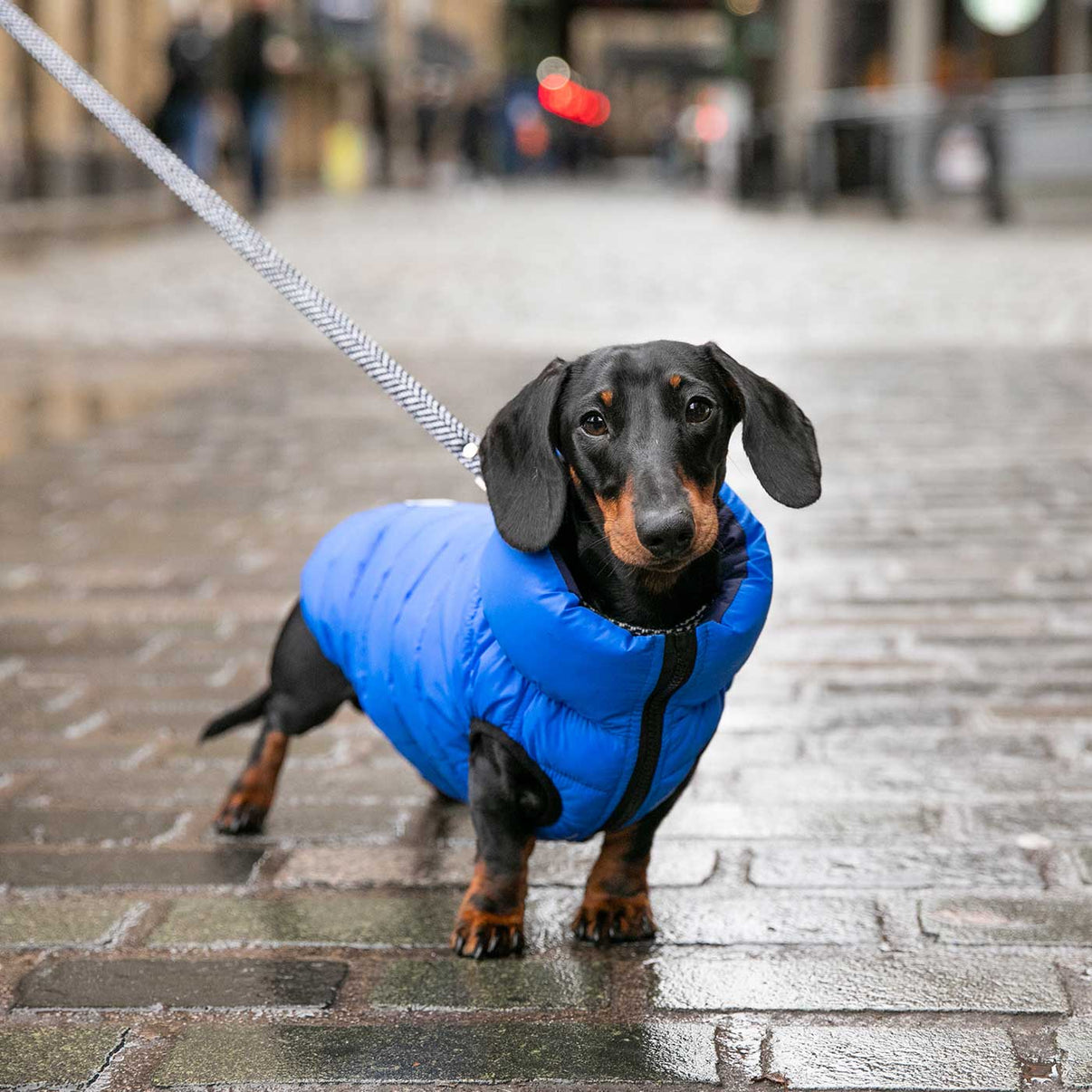 Blue Puffer Jacket | Hugo & Hudson Dog Clothing | Lords and Labradors ...