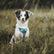 Hunter Divo Harness | Dog Walking | Lords & Labradors