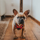 Hunter Divo Harness | Dog Walking | Lords & Labradors