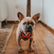 Hunter Divo Harness | Dog Walking | Lords & Labradors