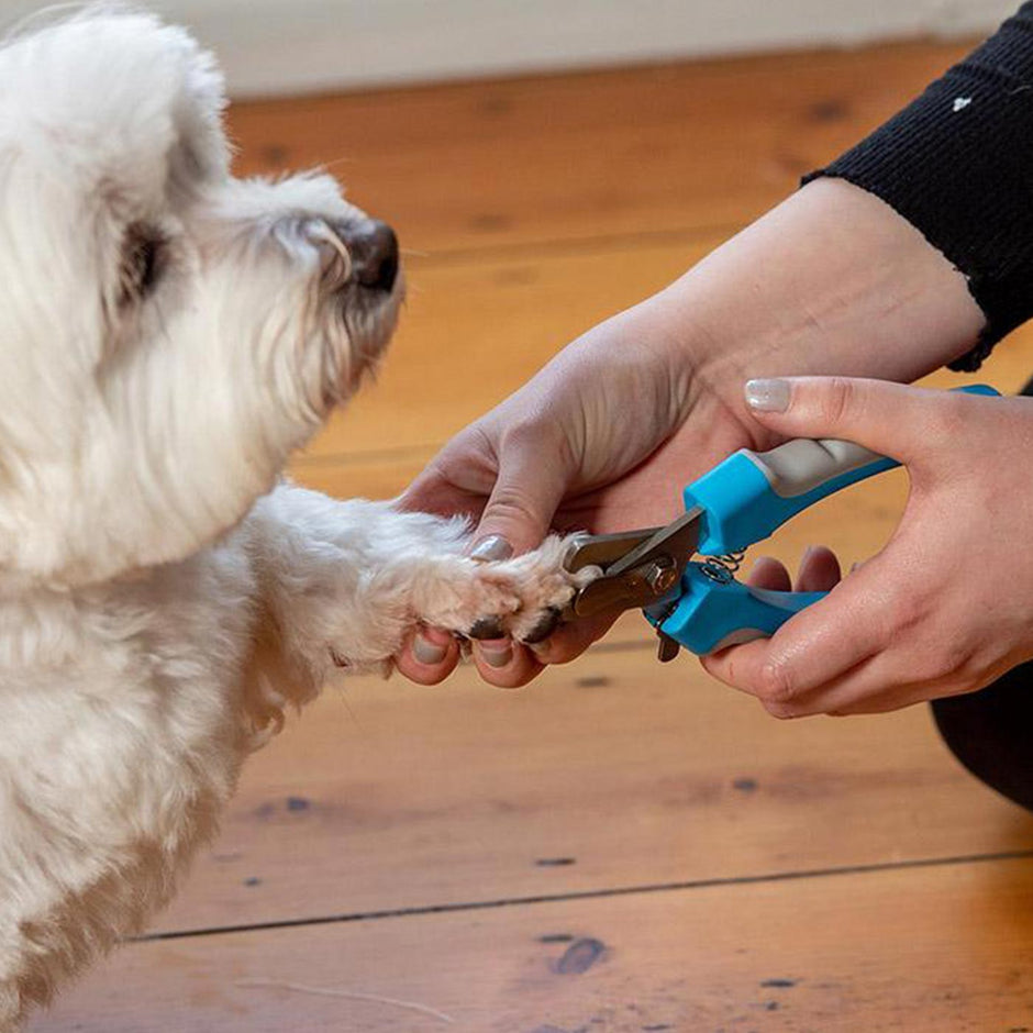 How To Cut Dog Claws | L&L Info Hub – Lords & Labradors