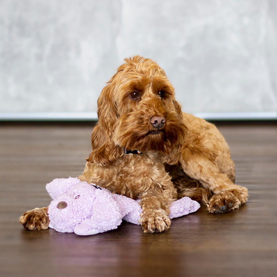 AromaDog Rescue Big Head Stuffingless Flattie | Lords & Labradors