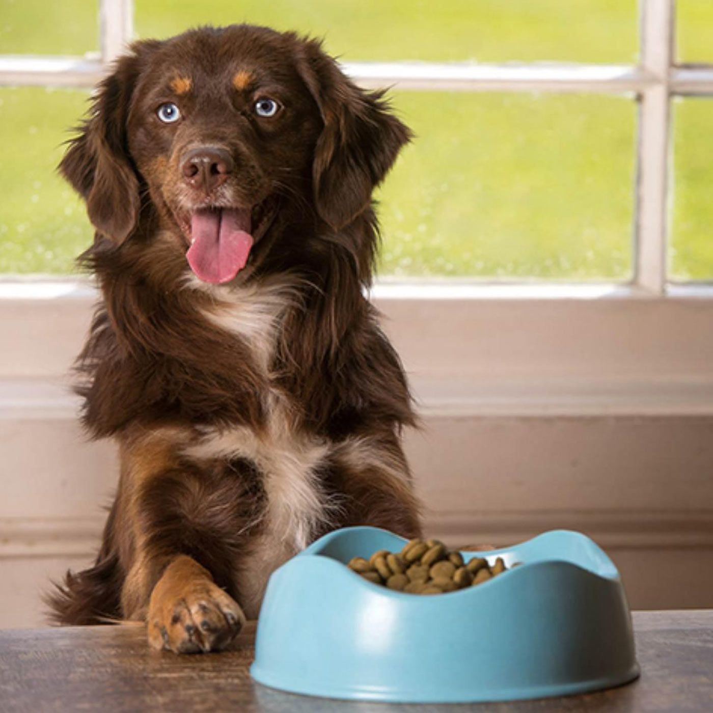 Designer Dog Bowls | Dog Feeding, Water Bowls & Mats | Lords & Labradors