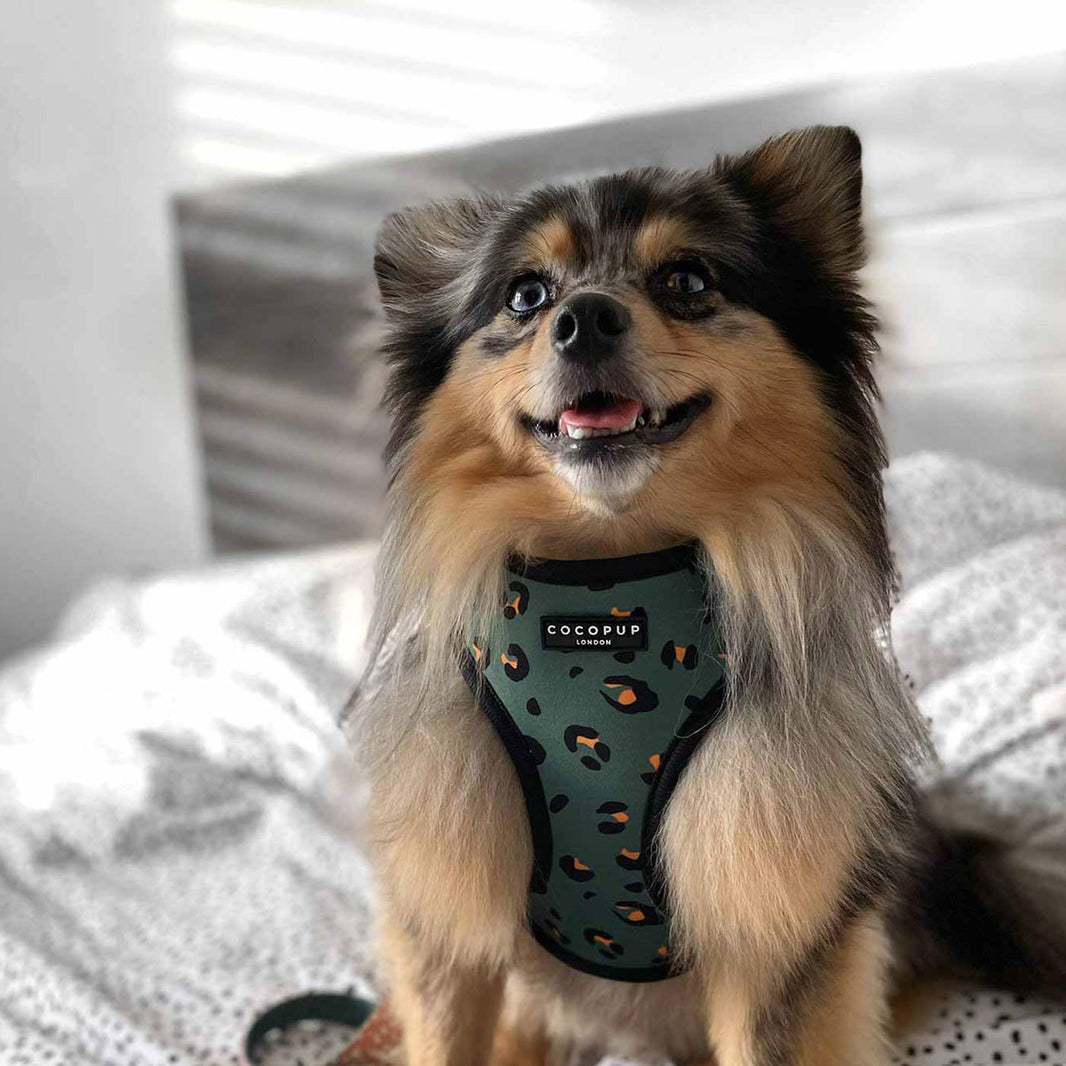 Designer Dog Harnesses | Dogs and Puppies Harness | Lords & Labradors