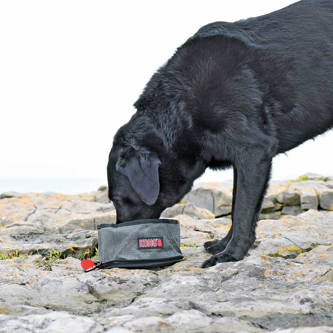 KONG Fold-up Travel Mat | Dog Travel Bed | Lords & Labradors