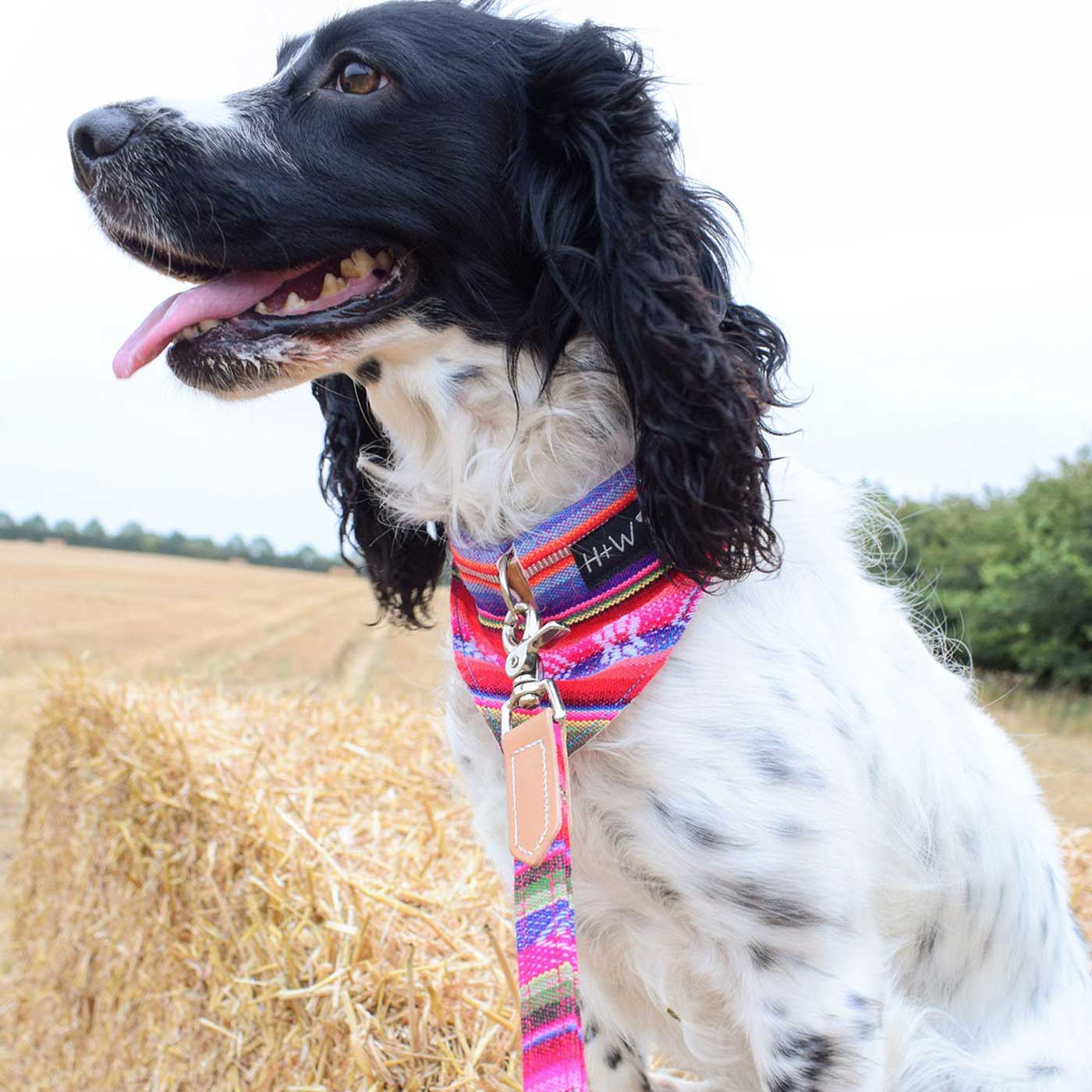 Inca Bandana | Hiro + Wolf Dog Bandana | Lords & Labradors
