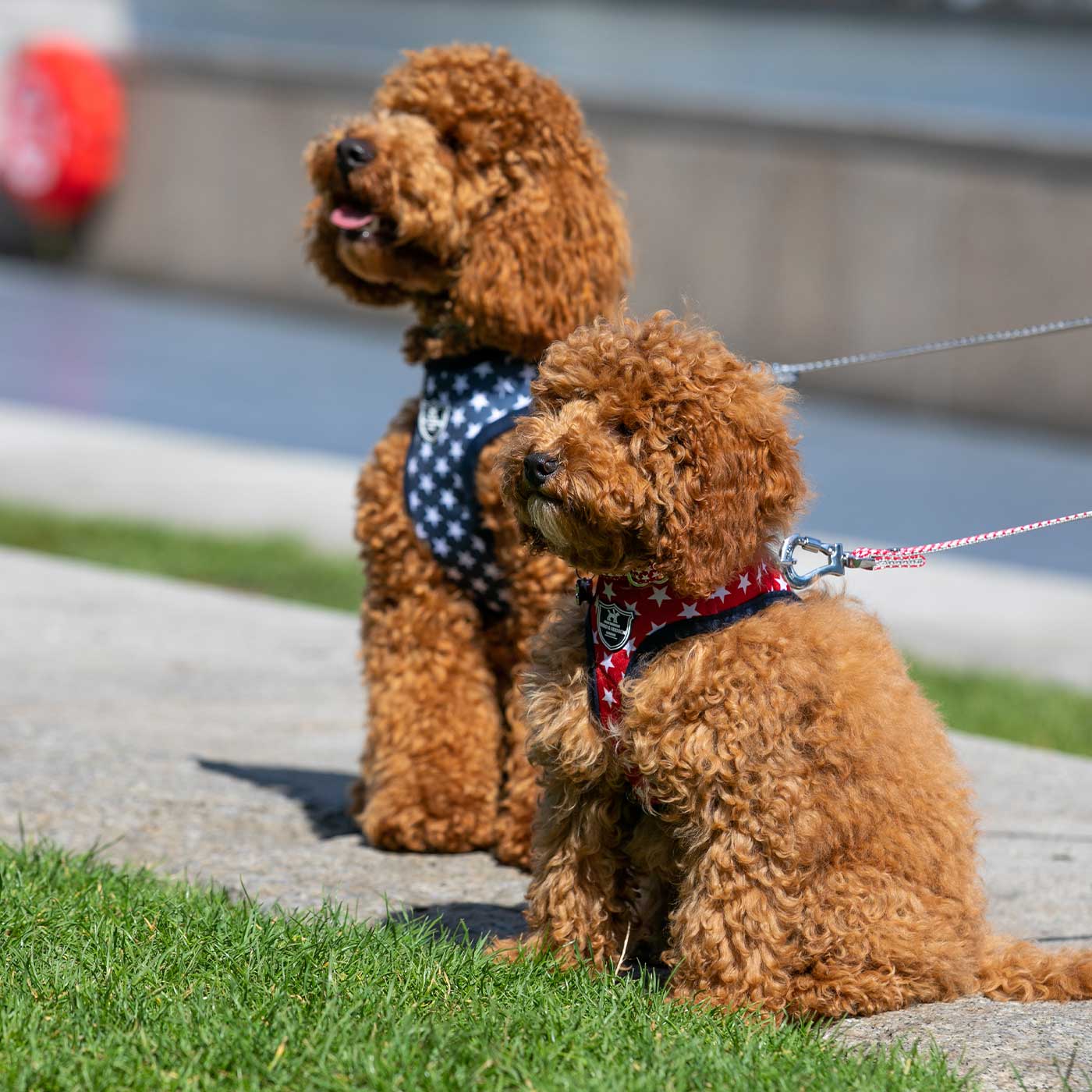 Designer Dog Harnesses | Dogs and Puppies Harness | Lords & Labradors