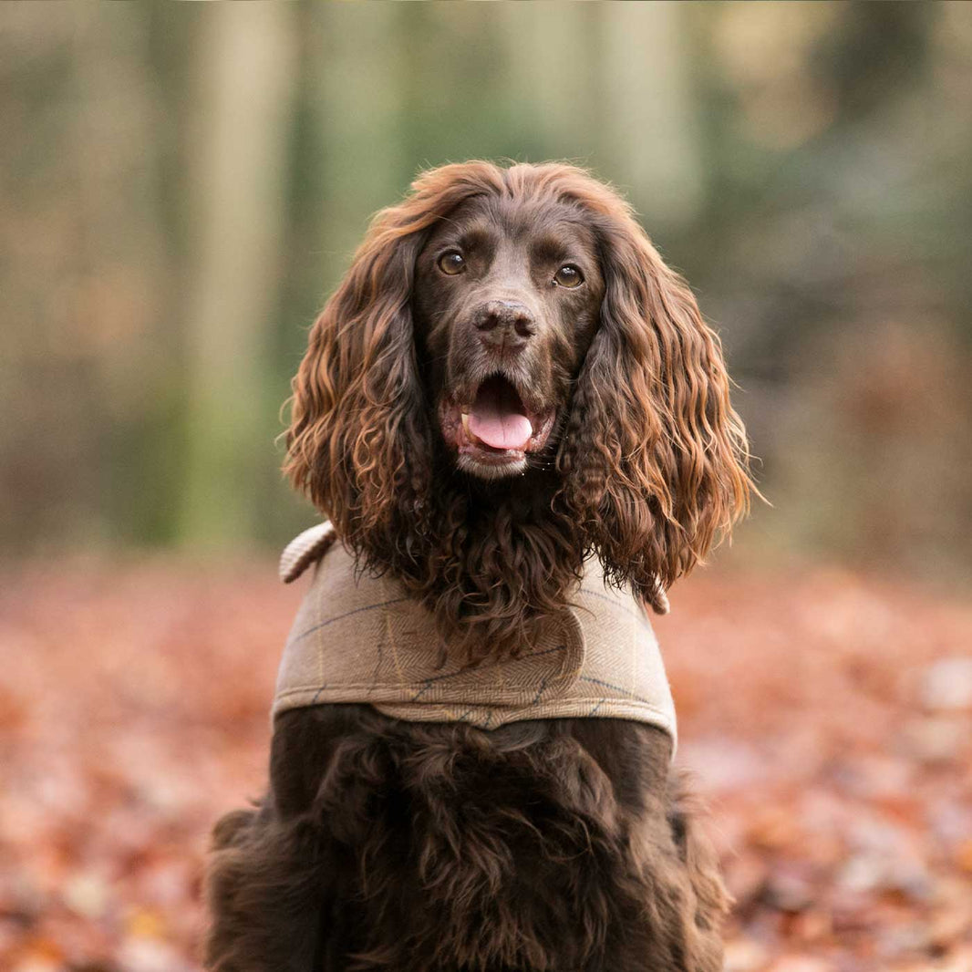 Puffer Jacket | Hugo & Hudson Dog Clothing | Lords and Labradors ...