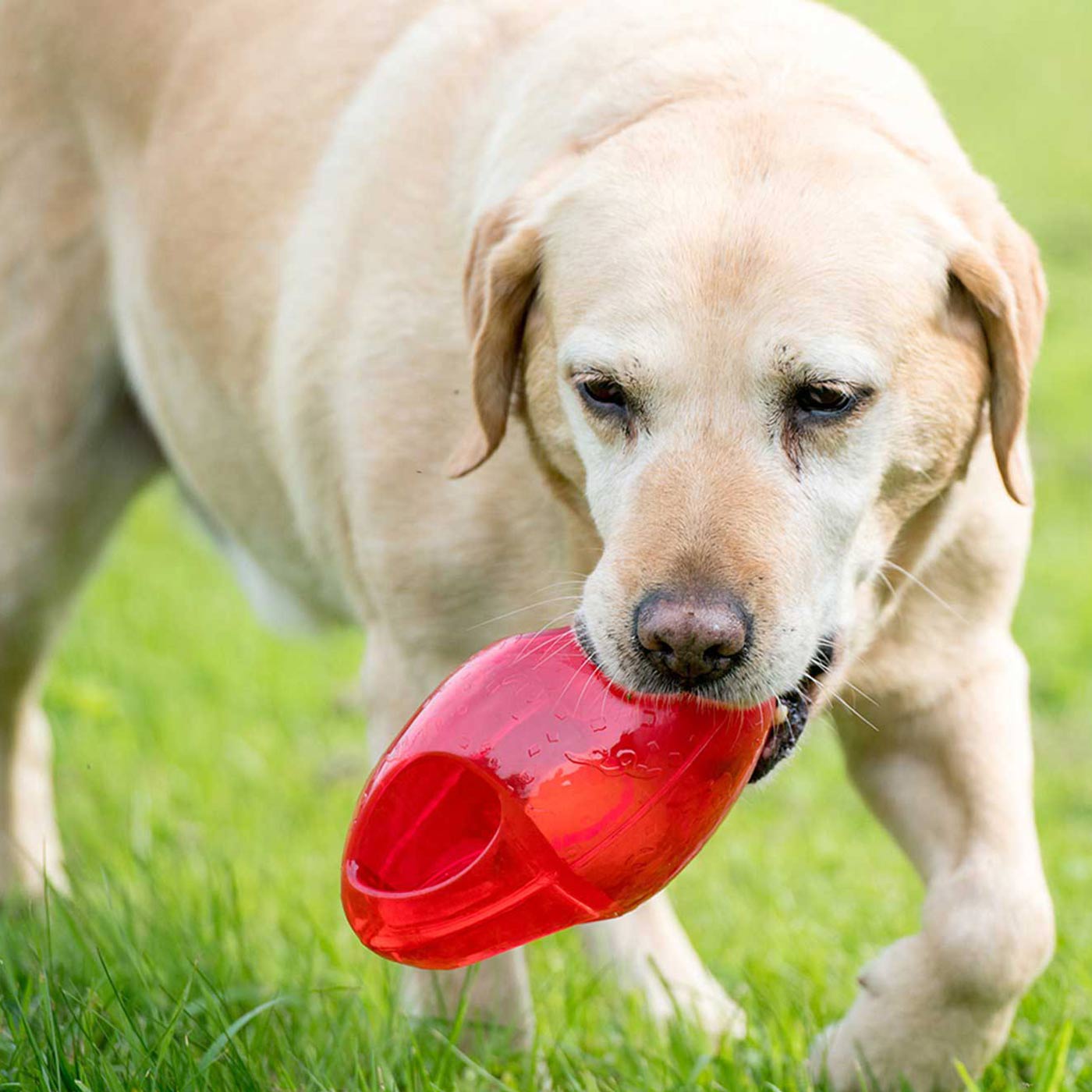 Dog Throwing Balls and Toys | Throw and Fetch Toys | Lords & Labradors